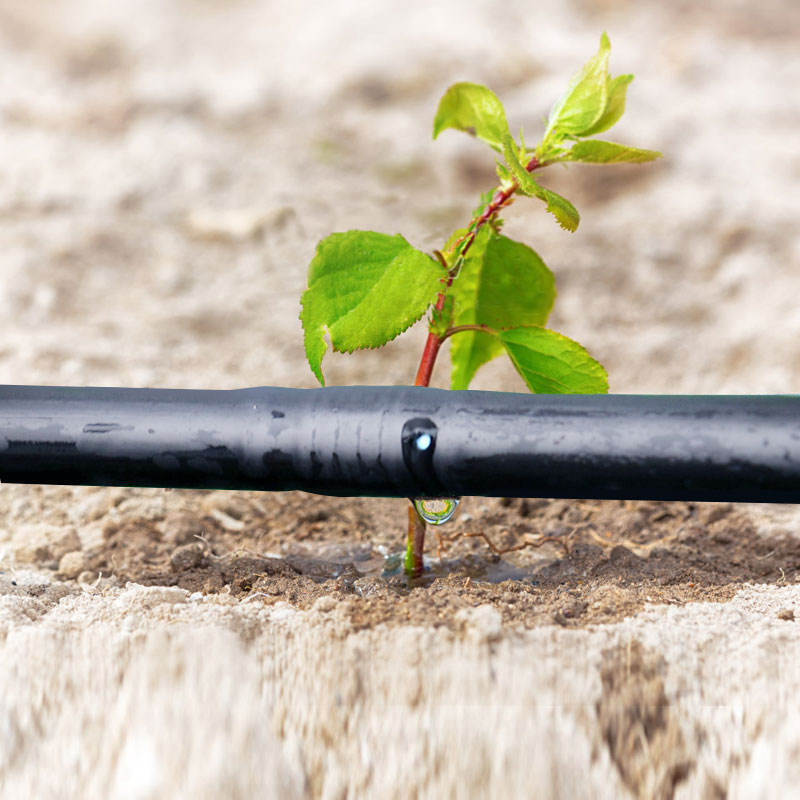 HDPE Drip Irrigation Pipe Line Kits for Papaya Irrigation System – IrriGuru